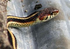 Reptiles Of San Francisco Bay Area
