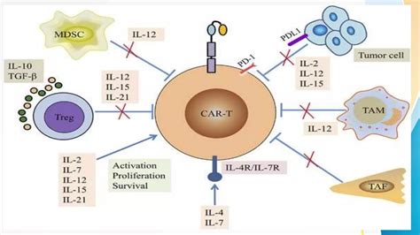 Biochemistry Of Interferons And Interleukins Pptx