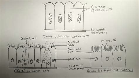Ciliated Columnar Epithelium Diagram