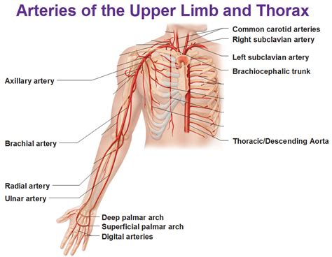 Arteries Of The Upper Limb And Thorax