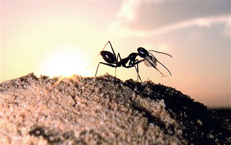 Mysterious Insect Calculation Techzle