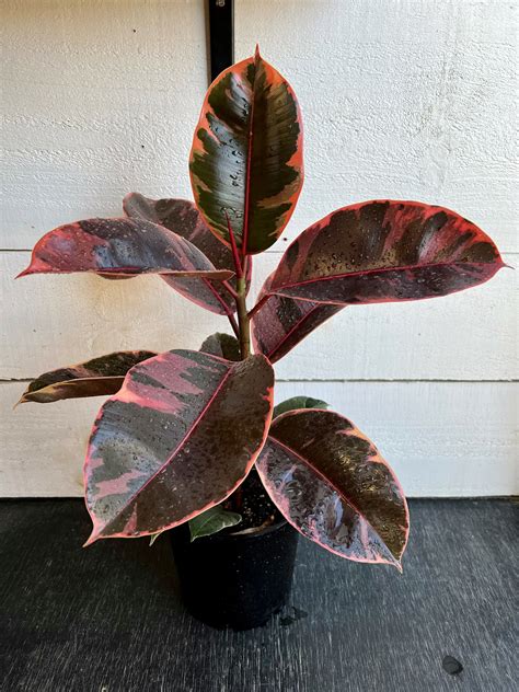 Ficus Ruby Large Landscape Supply Co