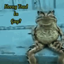Horny Toad Frog Gif Horny Toad Frog Discover Share Gifs