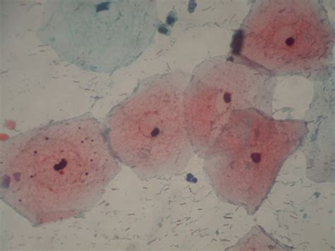 Las Células Epiteliales Biología
