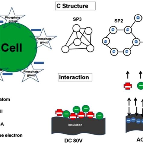 Schematic Diagram Of Protein Adsorption And Cell Attachment Against Download Scientific Diagram