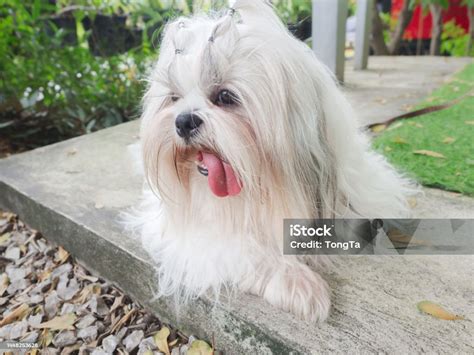 Perro Shih Tzu Blanco Esponjoso Sacando La Lengua El Calor Del Verano