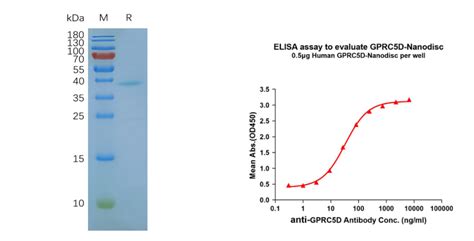 Synthetic Nanodisc A Promising Solution For Undruggable Membrane