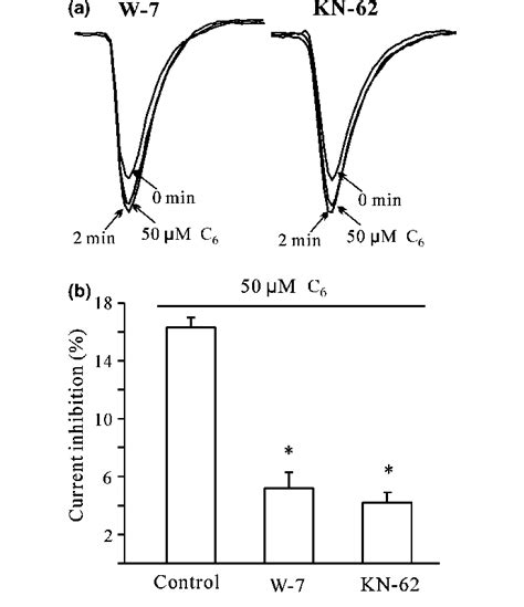 Involvement Of Calmodulin Cam In C 6 Ceramide Induced Reduction Of