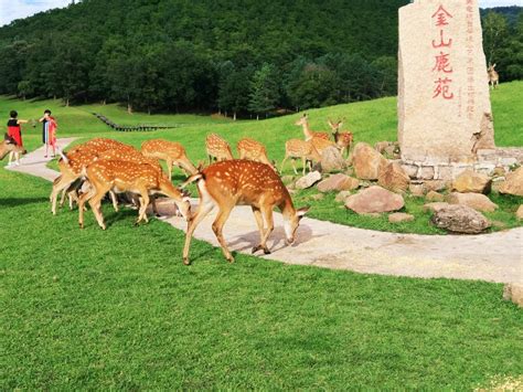 2024金山鹿苑游玩攻略 一大群的半散养梅花鹿可以 去哪儿攻略