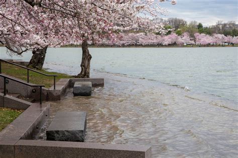 Tidal Basin Seawall Construction To Take Years And 158 Cherry Trees