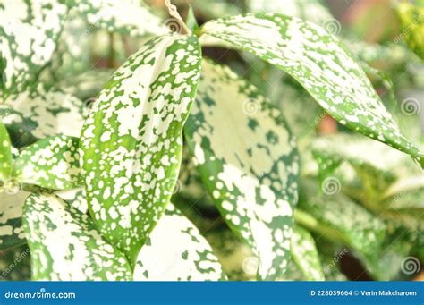 Backgroung Gold Dust Dracaena Leavesgold Dust Dracaena Spotted