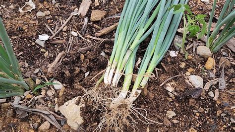 대파 파종에서 수확까지 Youtube
