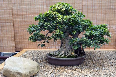 Fig Bonsai Tips On Keeping Things Small