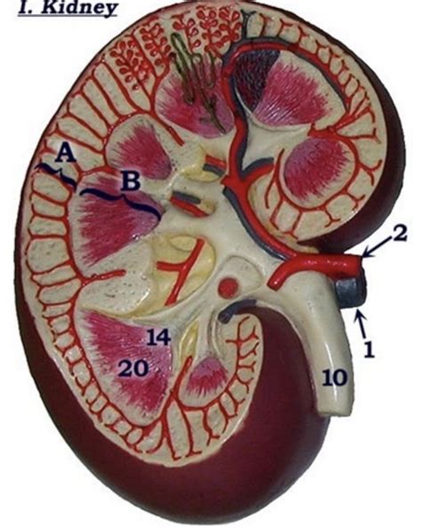 Lab Practical Bio 139 Diagram Quizlet