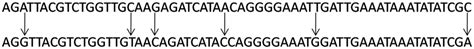 Creation Of Mutated Sequences Example Of The Of Mutation Bases Download Scientific