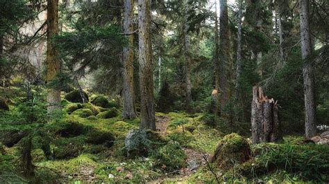 Труднопроходимые леса - фото и картинки abrakadabra.fun