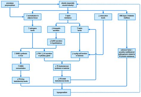 The Pathogenesis Of Hypogonadism In Male Obesity Shbg Sex Download Scientific Diagram