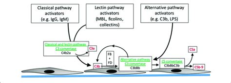 Overview Of Complement Activation Specific Activating Molecules Download Scientific Diagram