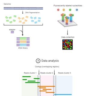 Basic Steps Of Next Generation Sequencing Download High Quality Scientific Diagram