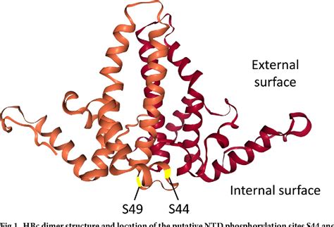 Figure 2 From Role Of Hepatitis B Virus Capsid Phosphorylation In