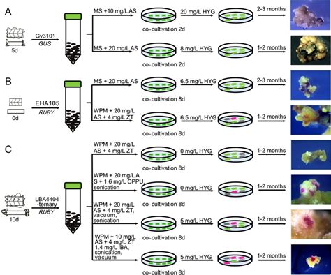 A Step Wised Optimisation Of Transformation Methods A Agrobacterium Download Scientific