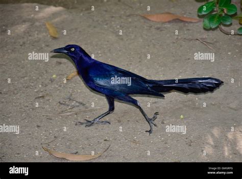 Mexican Zanate Bird Running The Great Tailed Grackle Or Mexican