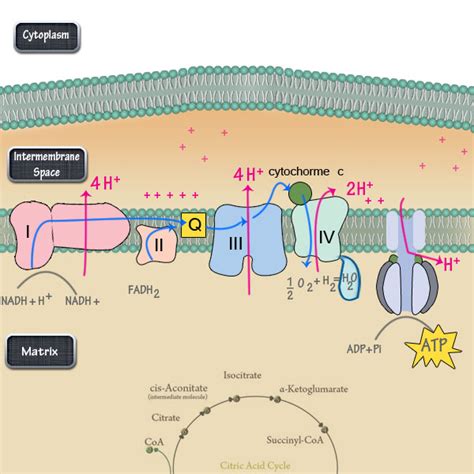 Electron Transport Chain Steps Explained With Diagram Photosynthesis