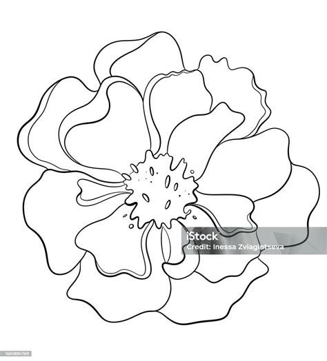 등고선 일러스트레이션 디자인 요소 식물학 정원 꽃 모란 꽃 근접 촬영 라벨 로고 인쇄 문신 스티커 또는 색칠 공부 개화기에 대한 스톡 벡터 아트 및 기타 이미지 Istock