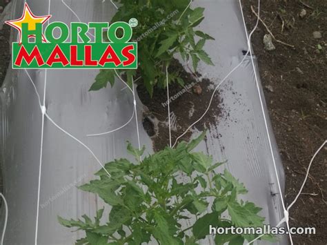 How To Make A Strong Tomato Trellis