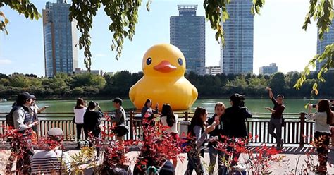 [사진]석촌호수에 대형오리 러버덕 출현