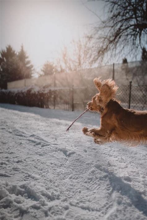 Cocker Spaniel Everything You Need To Know Prefurred