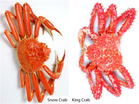 Whats The Difference Between Snow Crab And King Crab