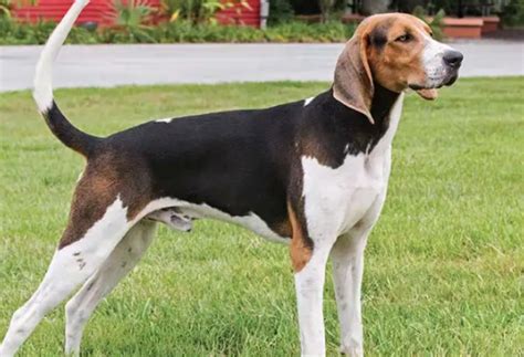 Exploring The Treeing Walker Coonhound Hunter S Best Friend