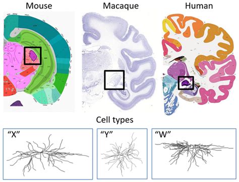 Cell Types Database Rna Seq Data Brain