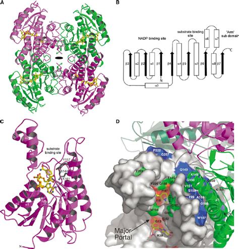 Three Dimensional Structure Of The Act Kr A Tetrameric Arrangement Of Download Scientific
