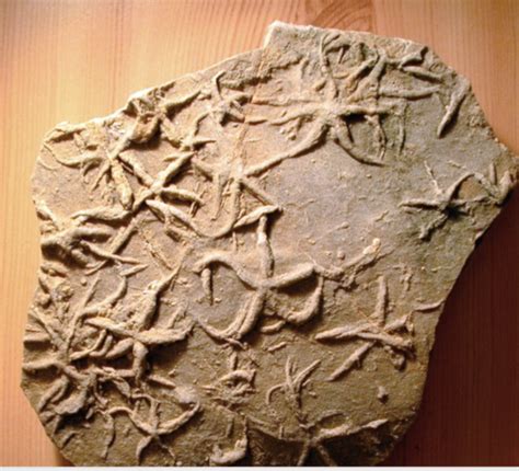 P 5 Trace Fossils Flashcards Quizlet