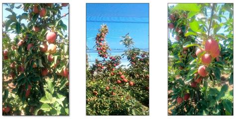 Deep Learning Based Apples Counting For Yield Forecast Using Proposed