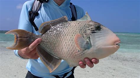 Triggerfish Youtube