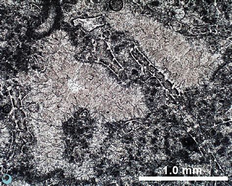 Green Algae Carbonateworld