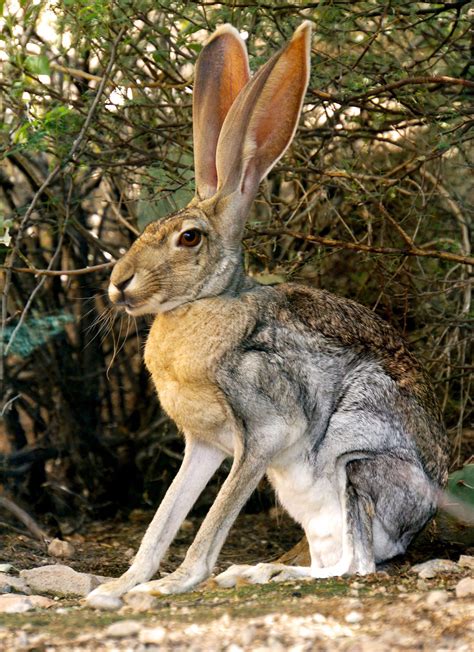 Sonoran Desert Fact Sheet Black Tailed And Antelope Jackrabbit