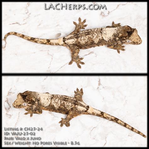Ch25 24 Valo X Juno No Pores Visible Lac Herps