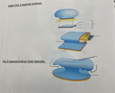 Anatomy Practical 3 Diagram Quizlet
