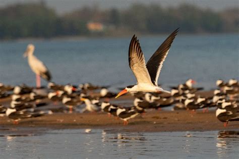 Durgesh Singh On Linkedin Dkinwild Photography Naturephotography