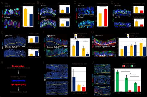 tgfß signaling initiates cell cycle slowdown in epithelial cells by