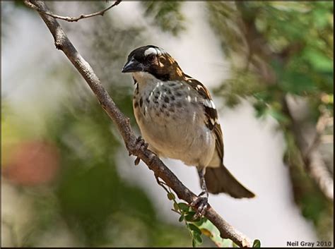White Browed Sparrow Weaver Birdforum Opus Birdforum