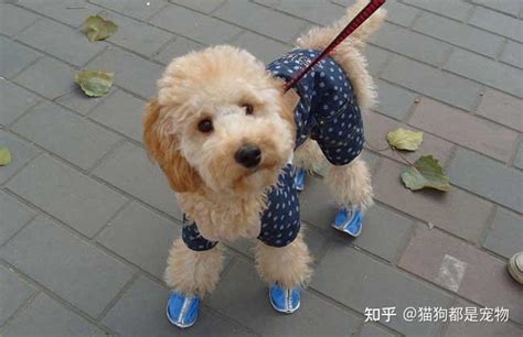 2023最受欢迎狗狗排行榜第一名备受争议你养过吗 知乎