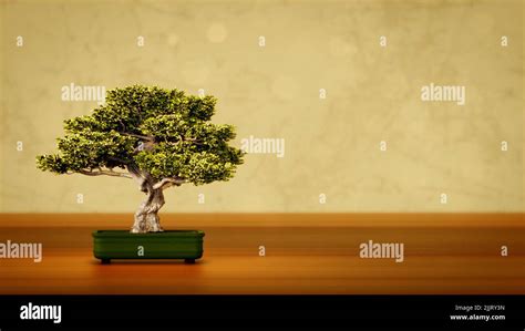 Japanese Bonsai Tree In Dark Room With Empty Place On Side Nature 3d