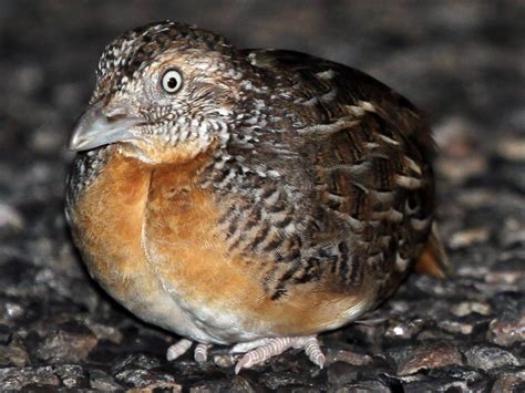 Red Breasted Button Quail
