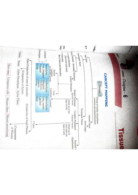 SOLUTION Tissue Class 9 Notes Pdf Studypool