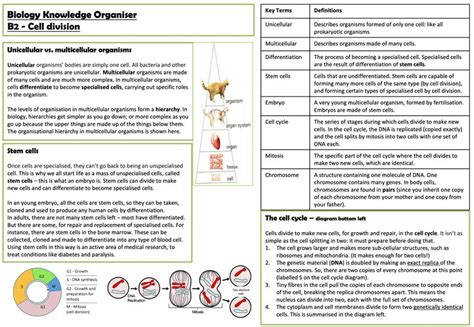 Gcse Biology Cell Division Summary Notes Etsy